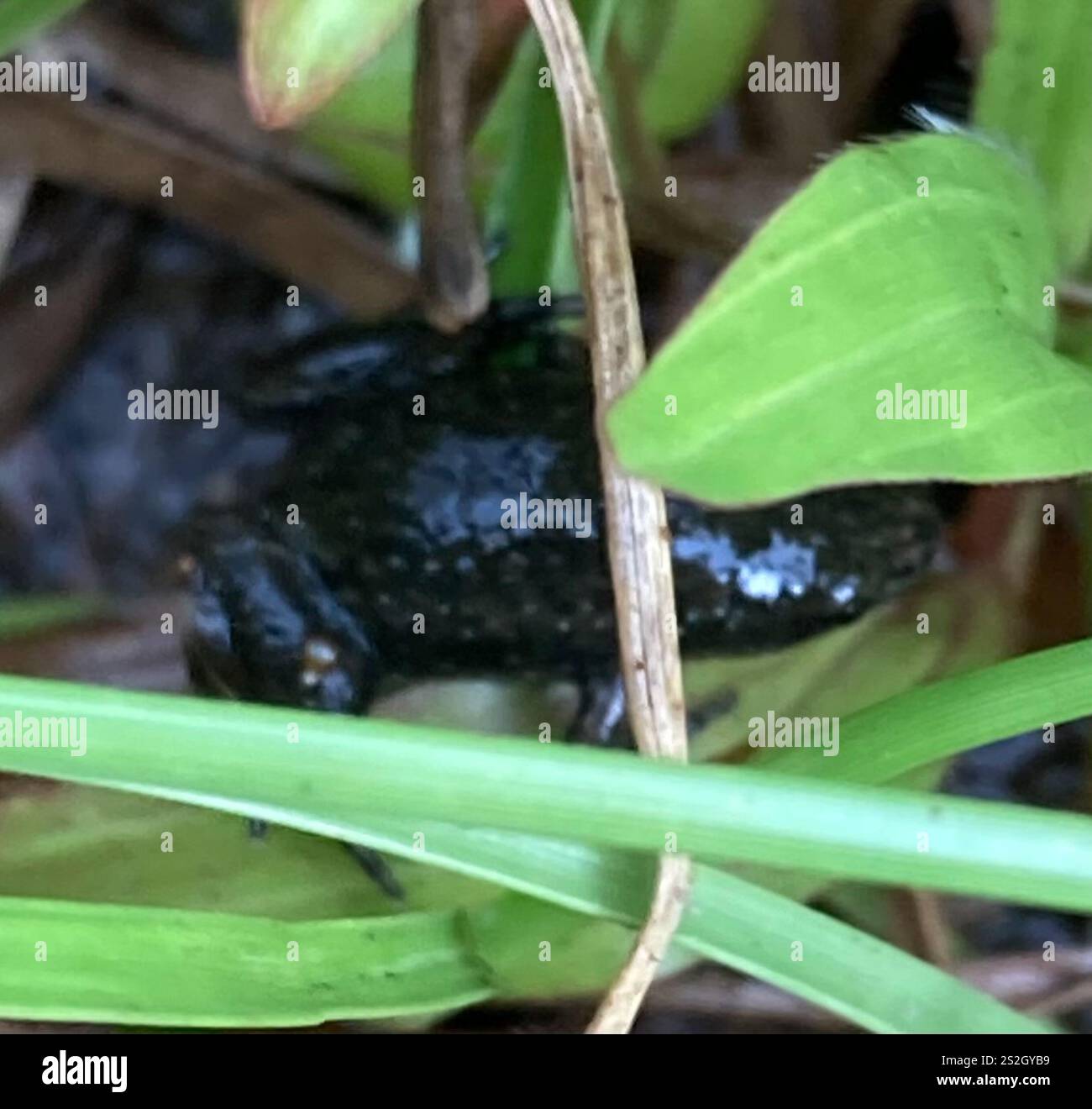 Eastern Narrow-mouthed Toad (Gastrophryne carolinensis Stock Photo - Alamy