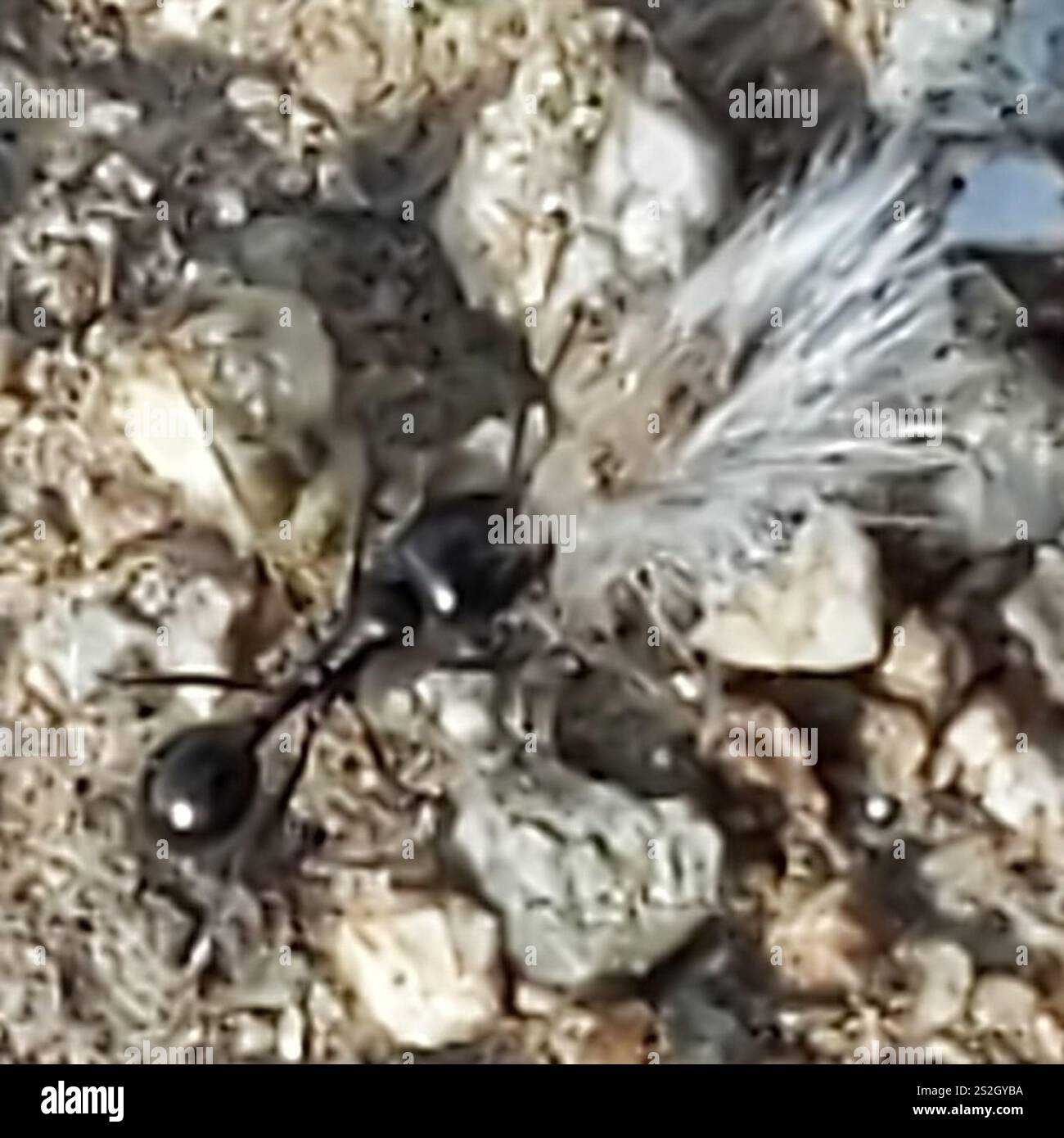 Creosote Bush (Larrea tridentata Stock Photo - Alamy
