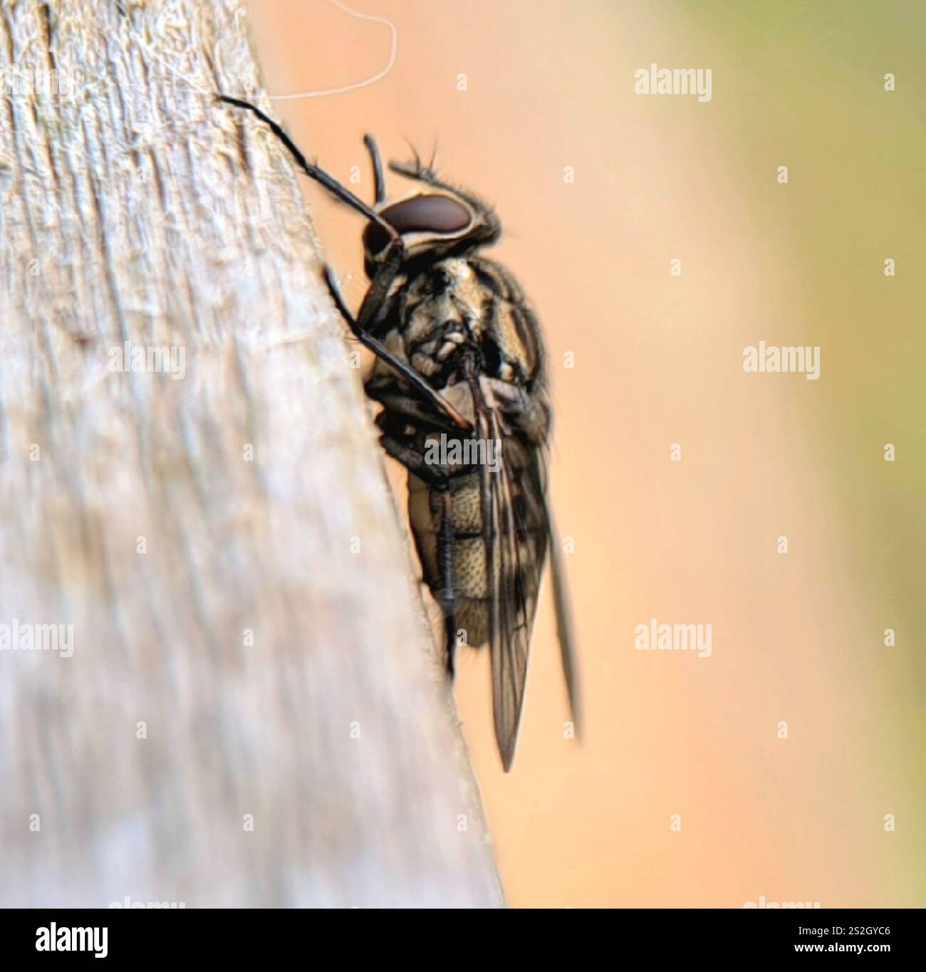 Stable Fly (Stomoxys calcitrans Stock Photo - Alamy