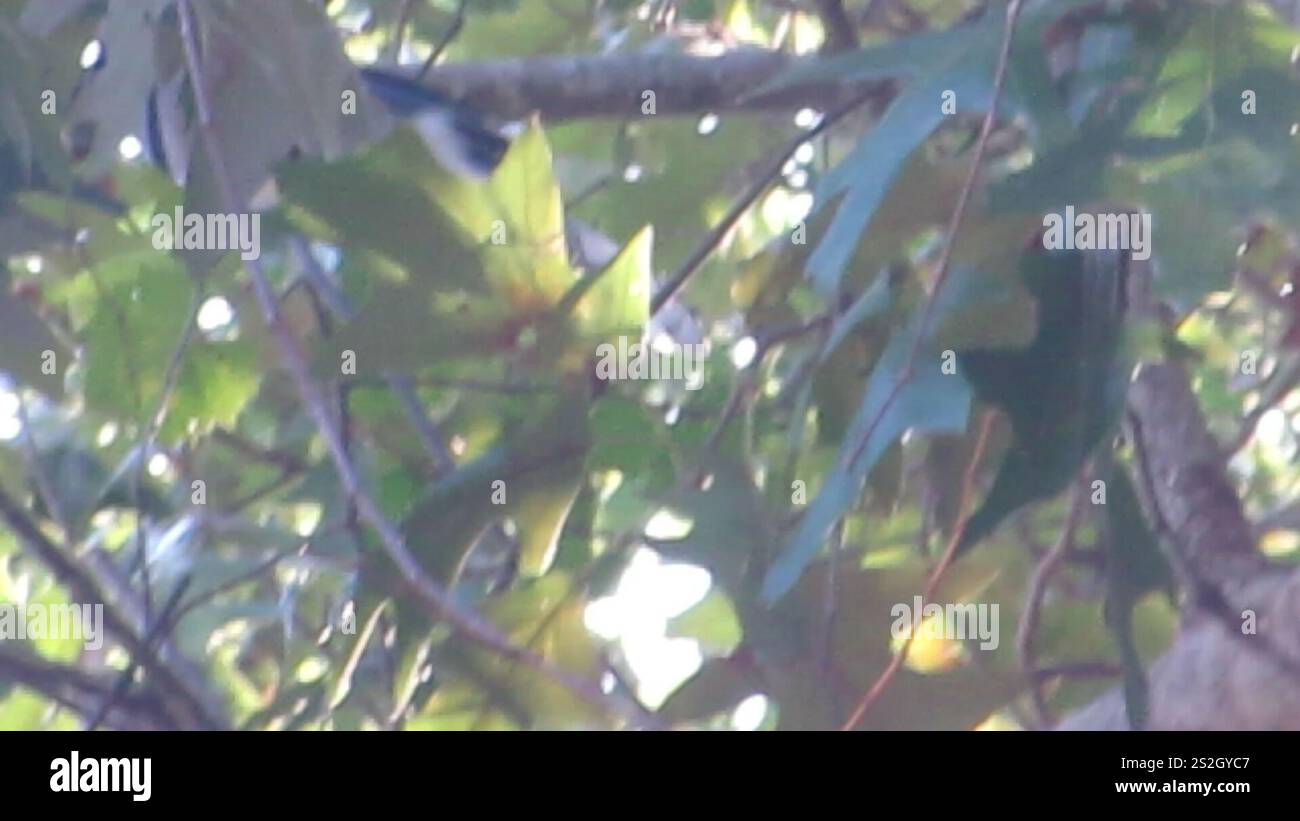 cherrybark oak (Quercus pagoda Stock Photo - Alamy