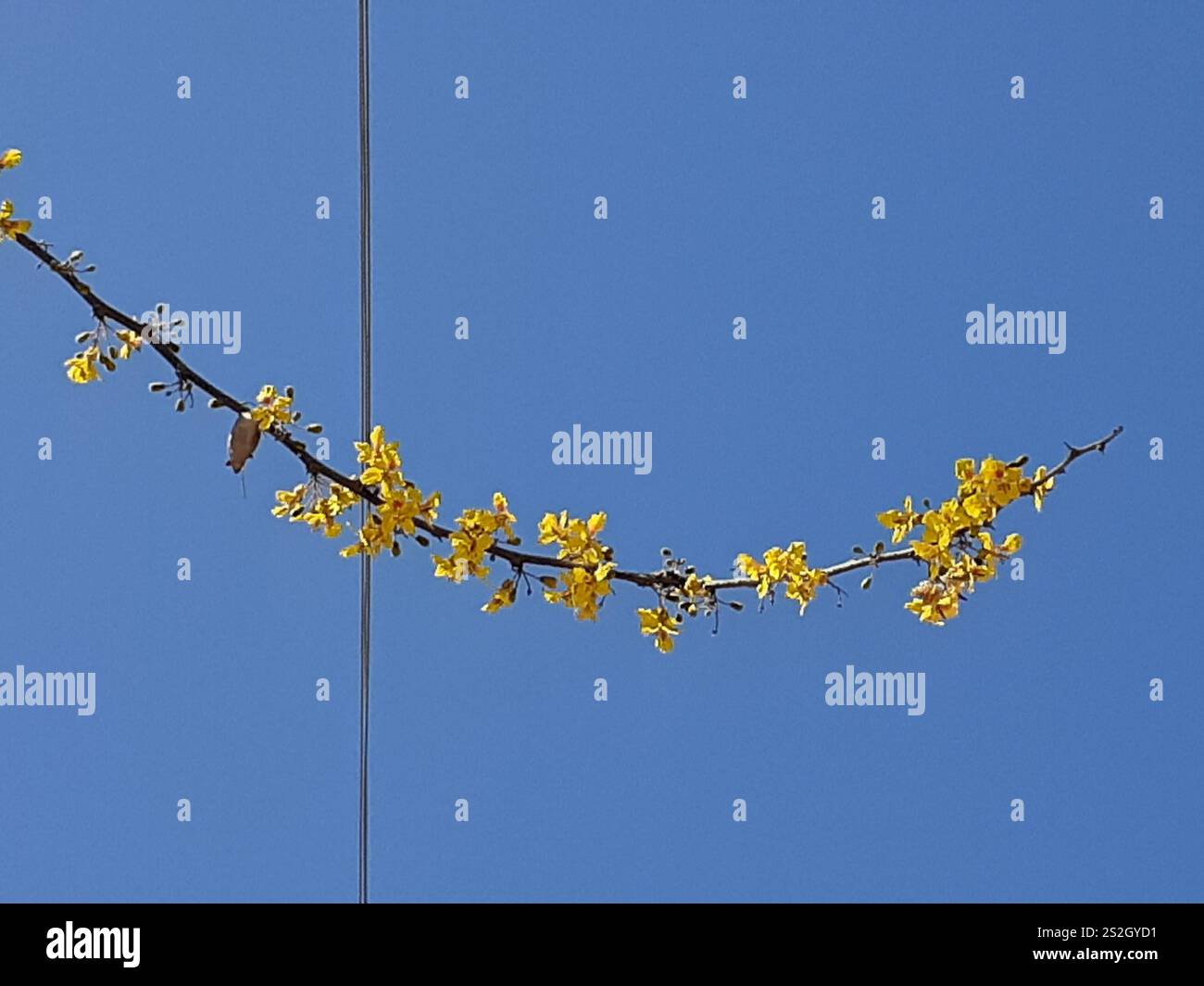 palo brea (Parkinsonia praecox Stock Photo - Alamy