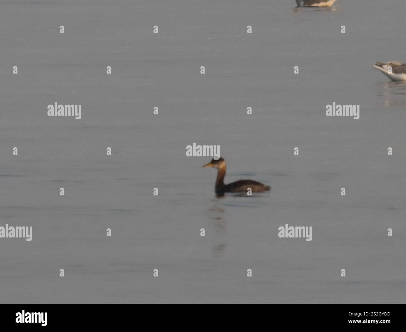 Red-necked Grebe (Podiceps grisegena Stock Photo - Alamy