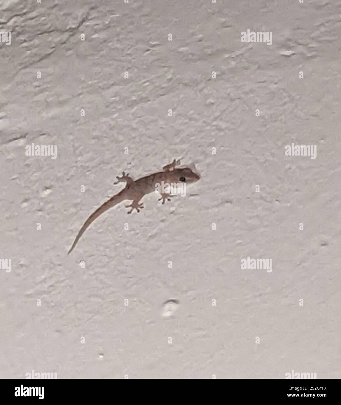 Tenerife Wall Gecko (Tarentola delalandii Stock Photo - Alamy