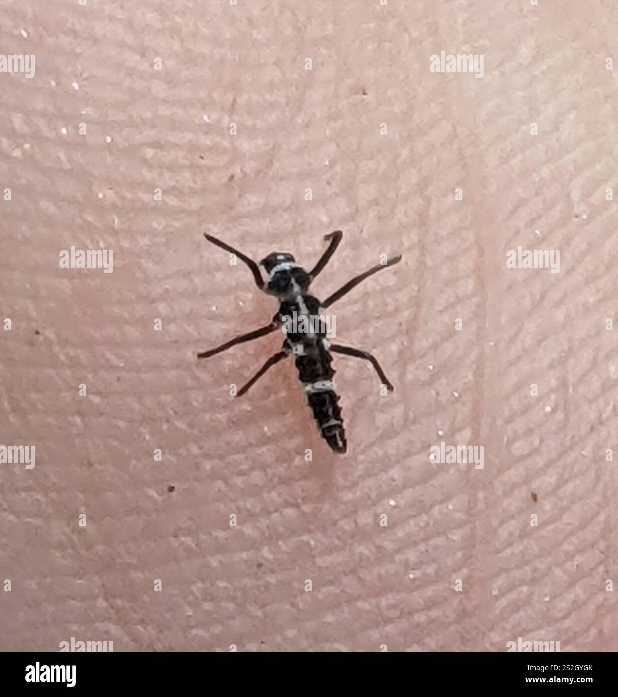 Eastern Ten-spotted Ladybug (Microcaria pupillata Stock Photo - Alamy