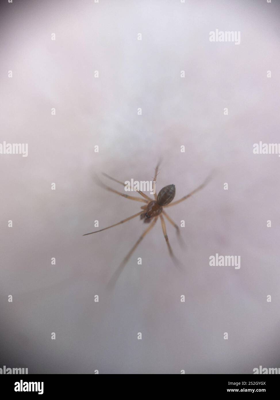 Sheetweb and Dwarf Weavers (Linyphiidae Stock Photo - Alamy