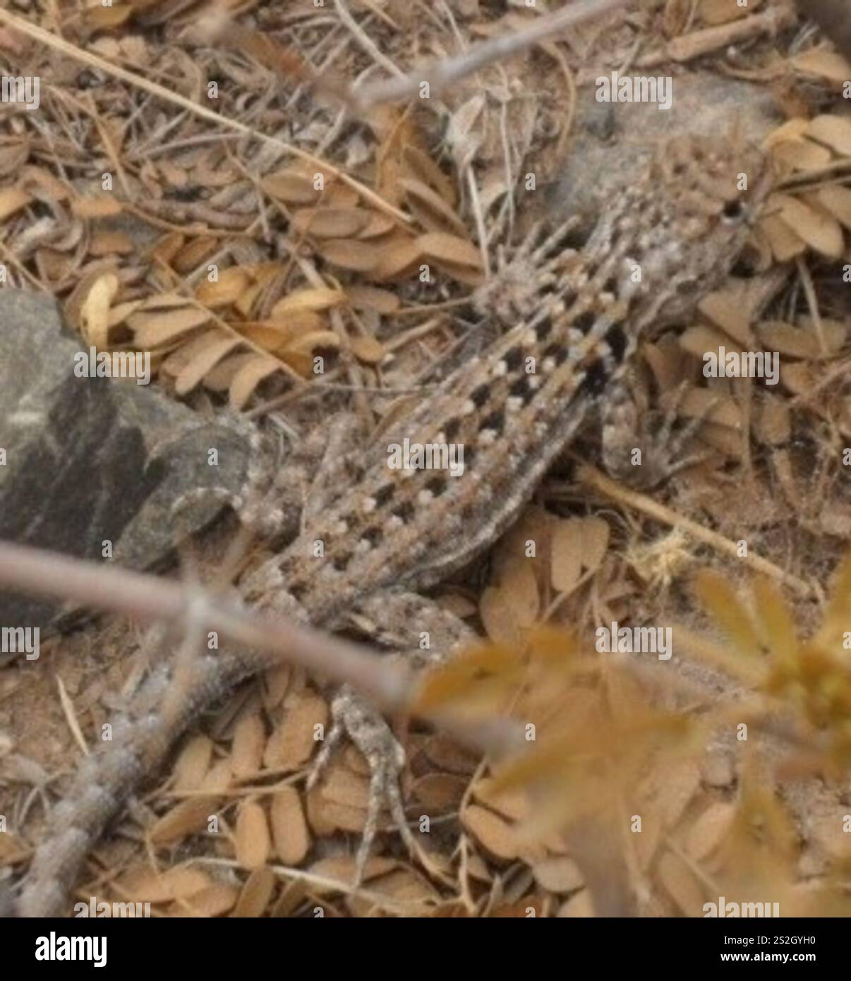Bahia Blanca Smooth-throated Lizard (Liolaemus darwinii Stock Photo - Alamy