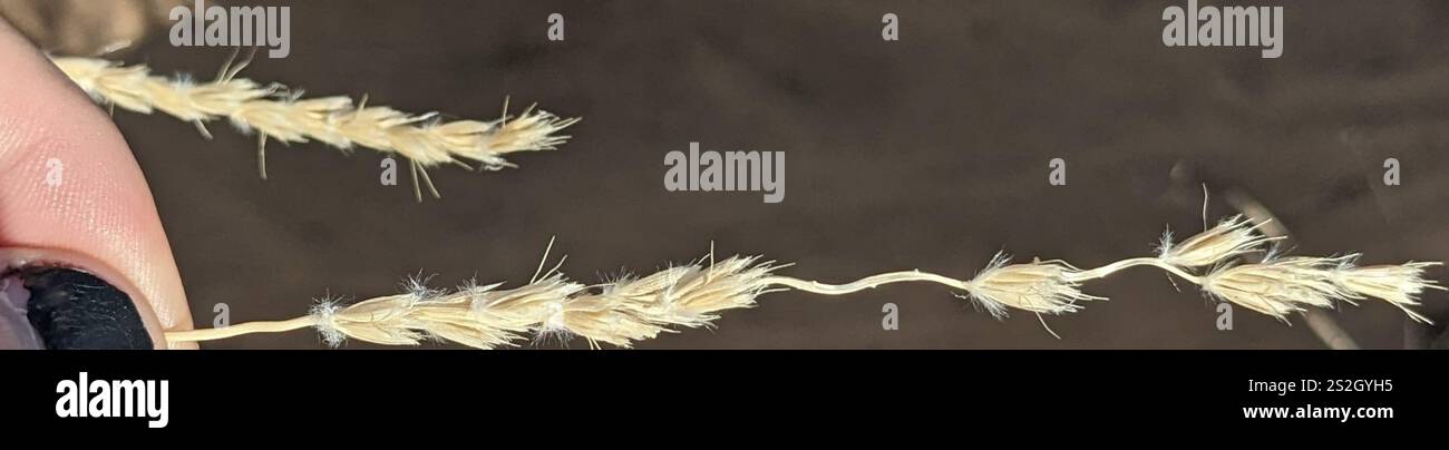 Big Galleta (Hilaria rigida Stock Photo - Alamy