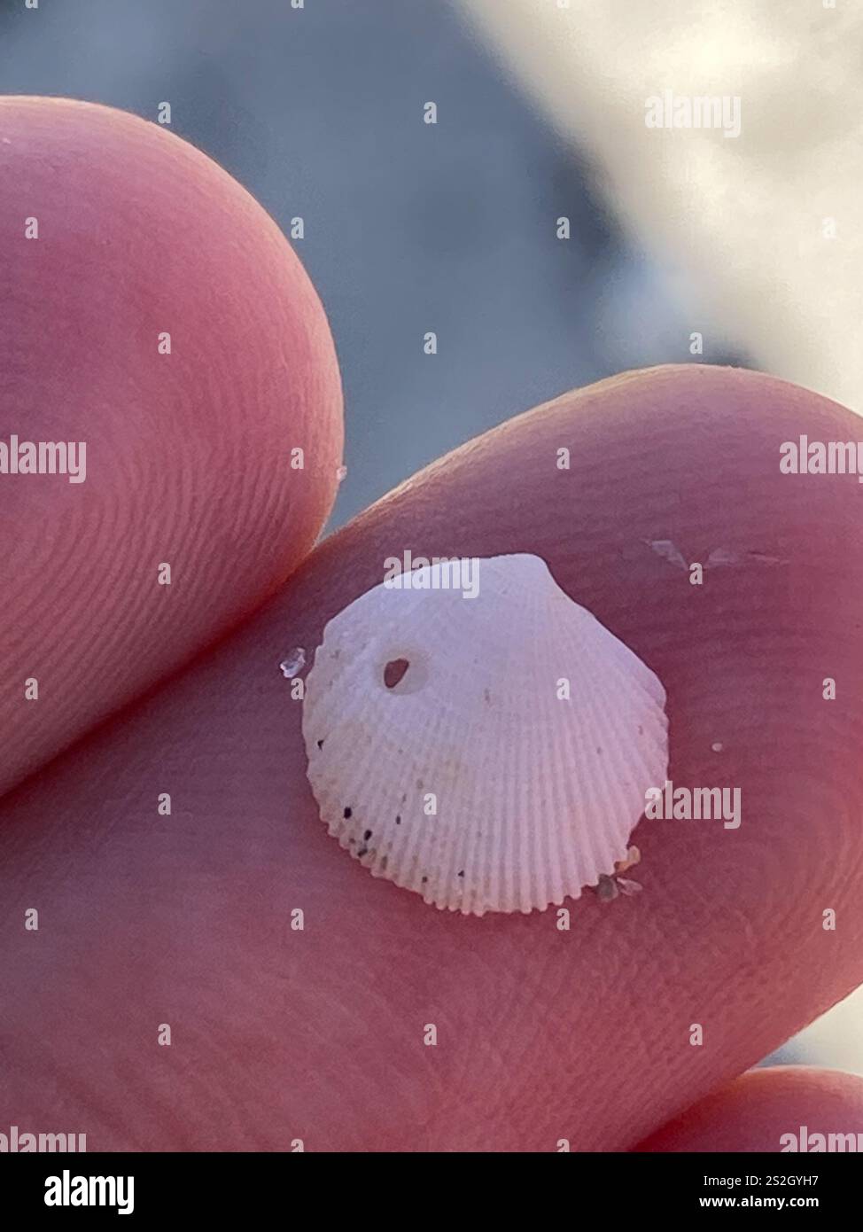 Lucine hi-res stock photography and images - Alamy