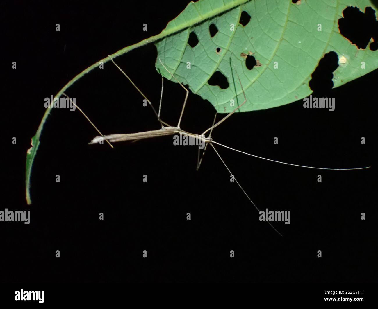 Cyclone Larry Stick Insect (Sipyloidea larryi Stock Photo - Alamy