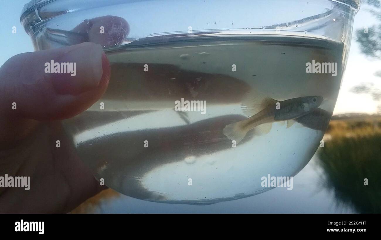 Typical Killifishes (Fundulus Stock Photo - Alamy