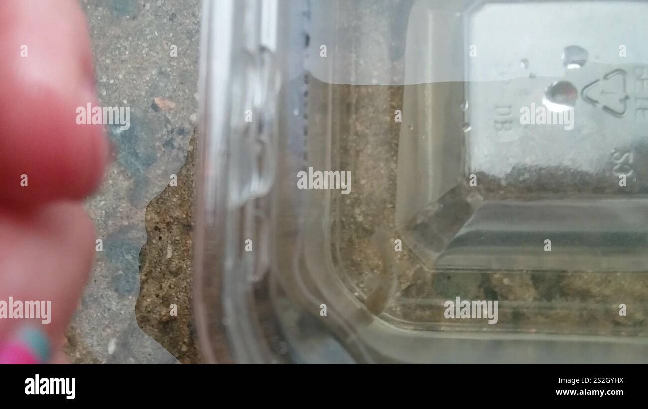 Typical Killifishes (Fundulus Stock Photo - Alamy