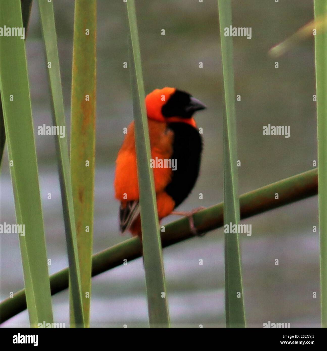 Southern Red Bishop (Euplectes orix Stock Photo - Alamy