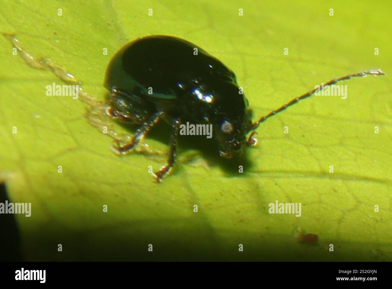 Flea Beetles (Alticini Stock Photo - Alamy