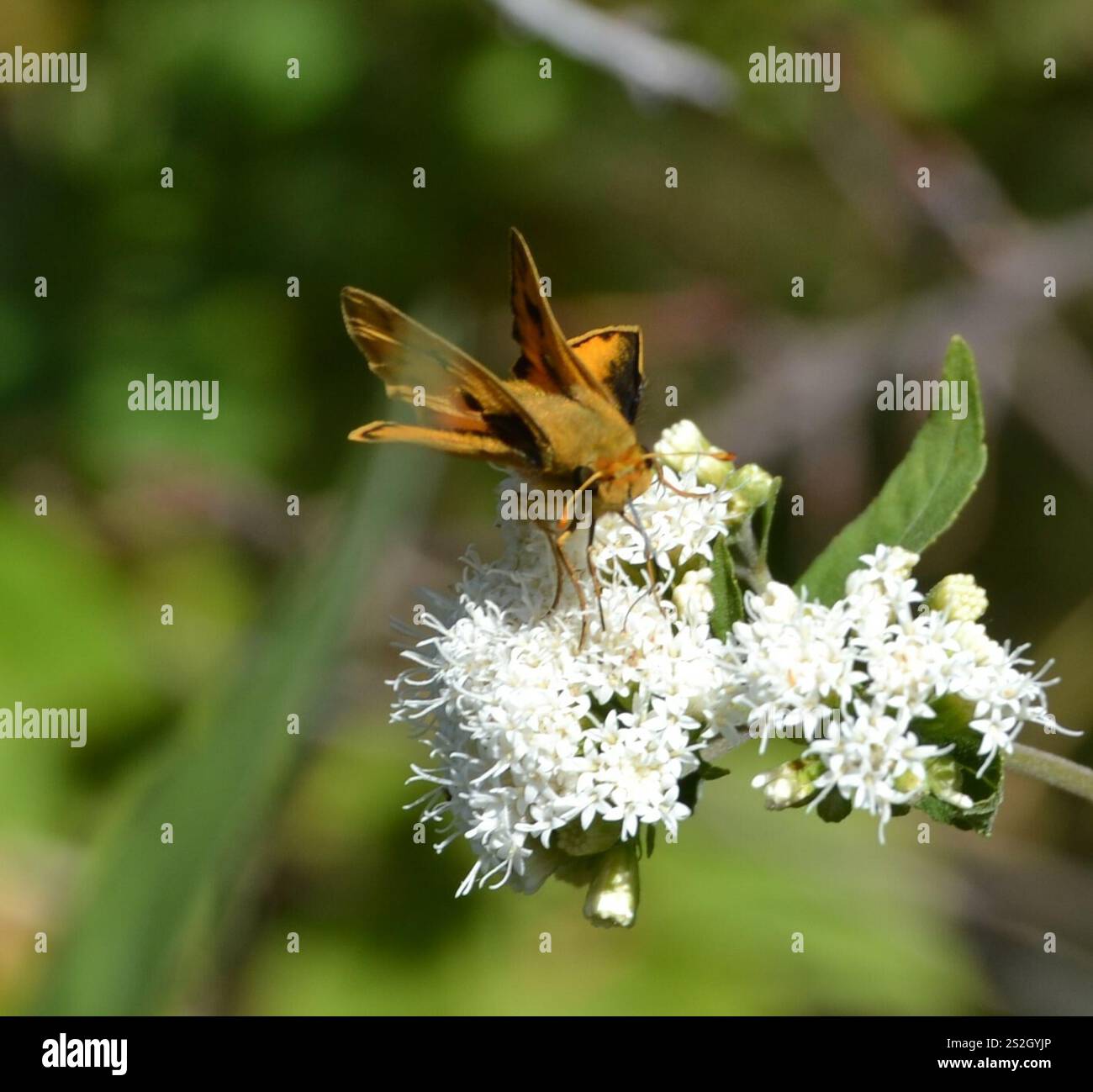Fiery Skipper (Hylephila phyleus Stock Photo - Alamy