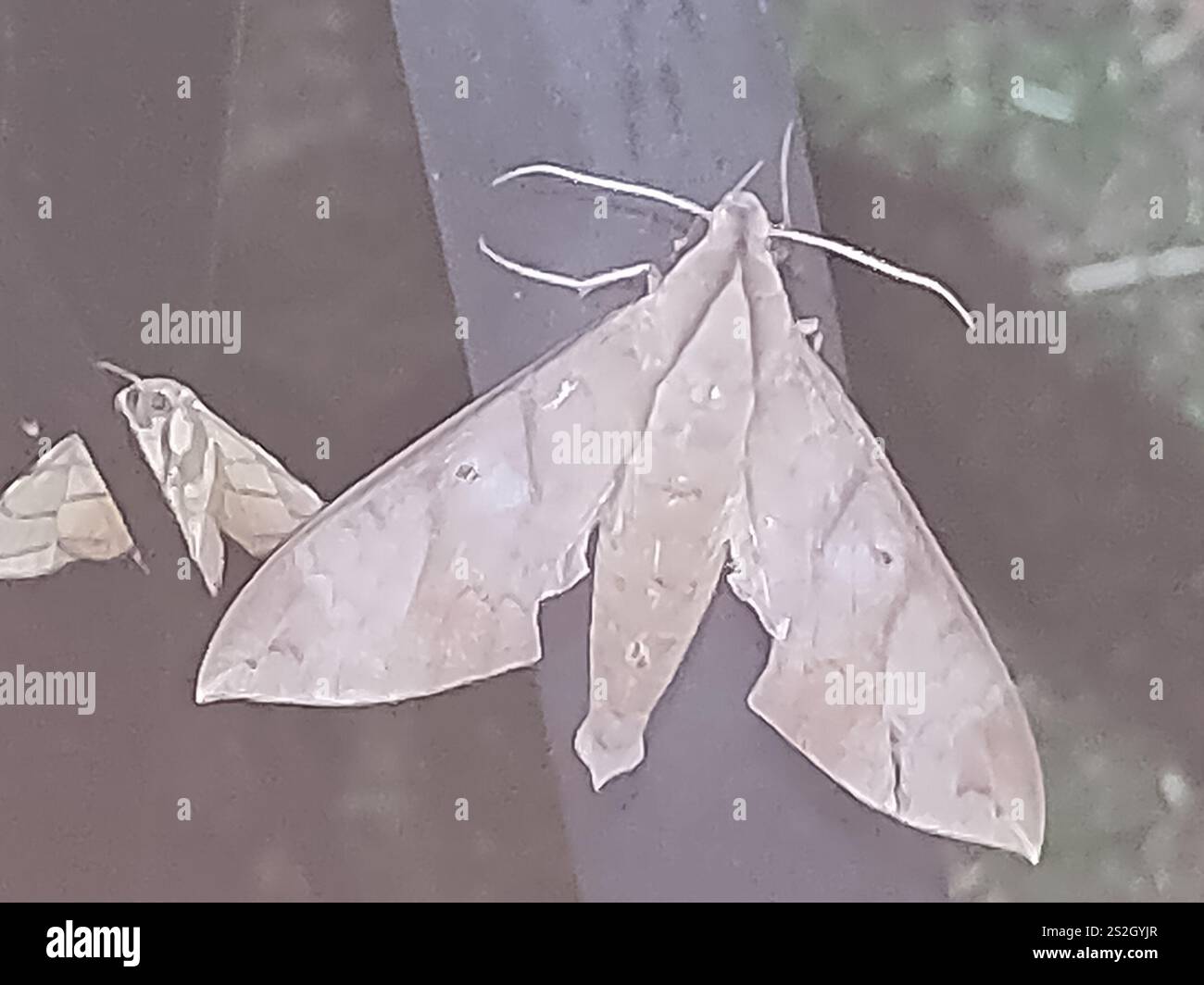 Sphinx Moths (Sphingidae Stock Photo - Alamy