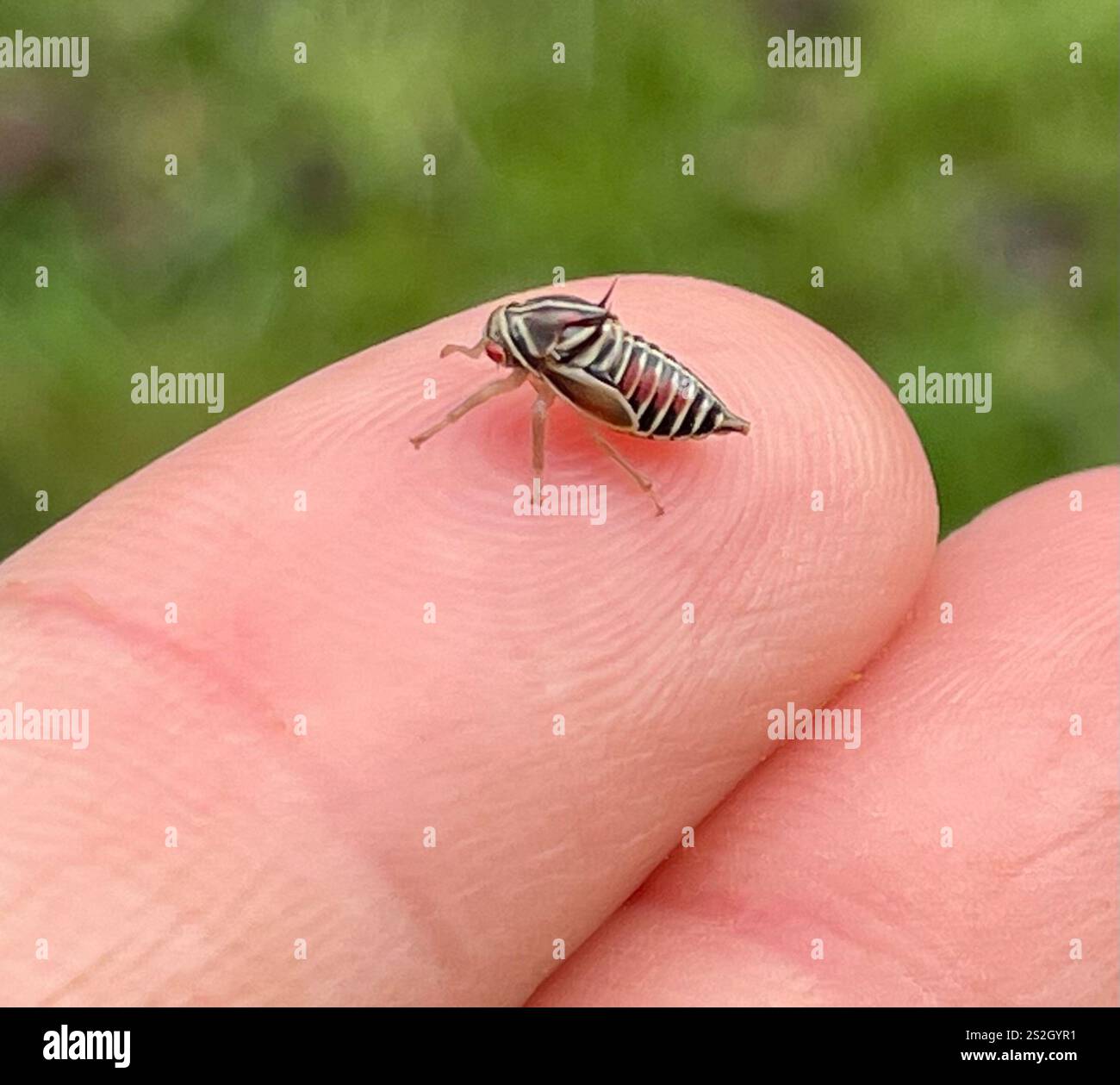 Oak Treehopper (Platycotis vittata Stock Photo - Alamy