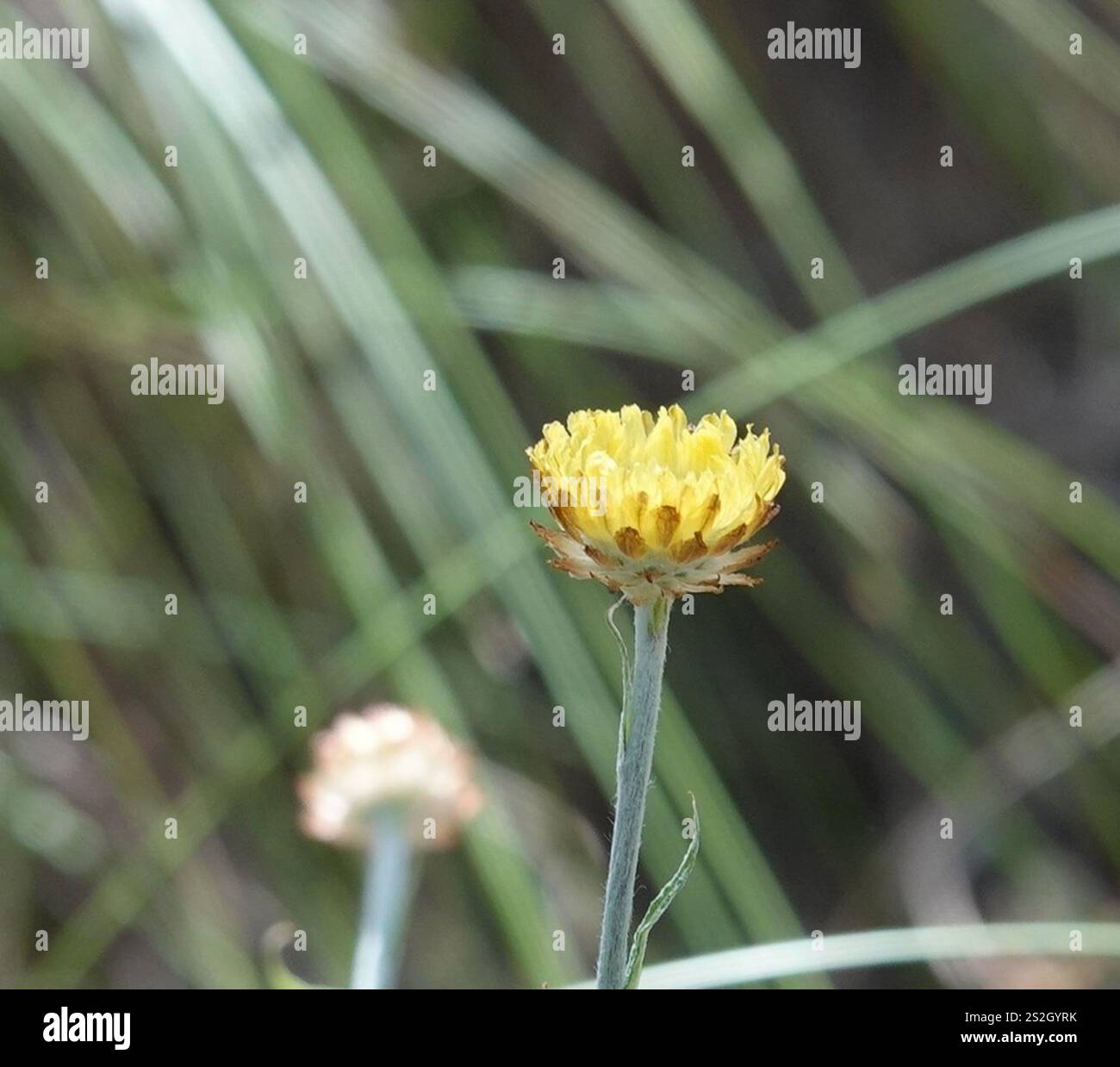 button everlasting (Coronidium scorpioides Stock Photo - Alamy