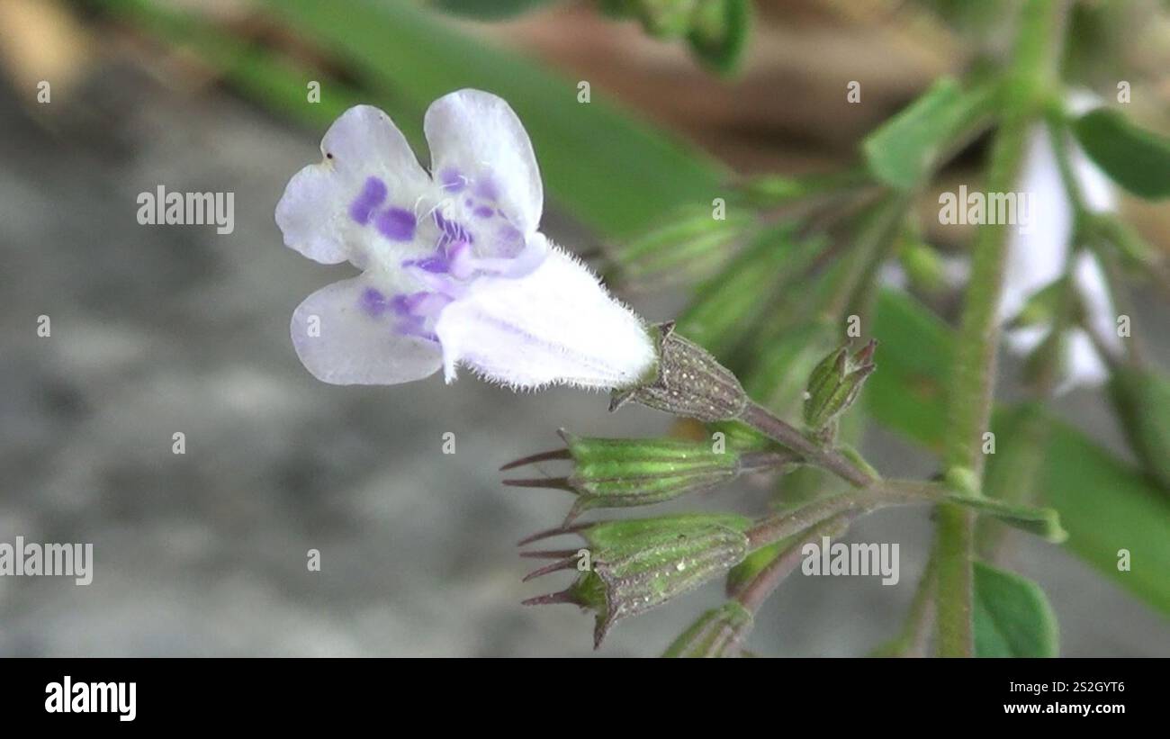 Lesser Calamint (Clinopodium nepeta Stock Photo - Alamy