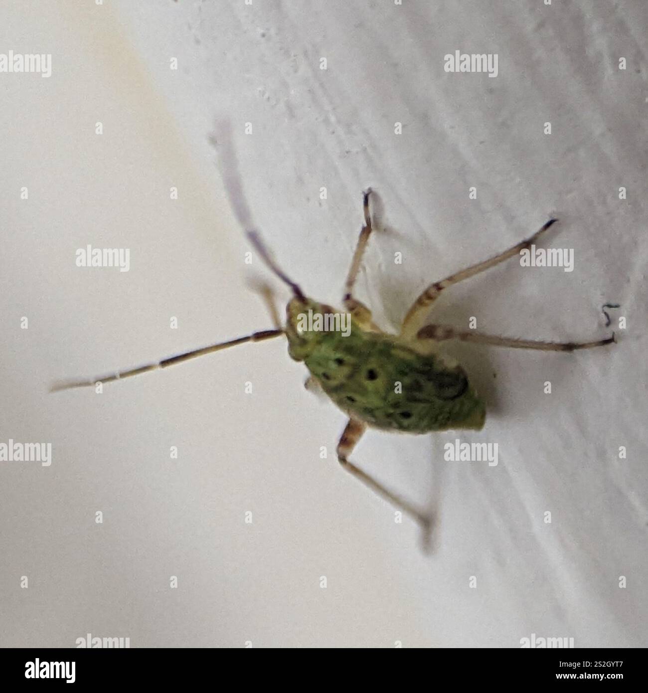 North American Tarnished Plant Bug (Lygus lineolaris Stock Photo - Alamy