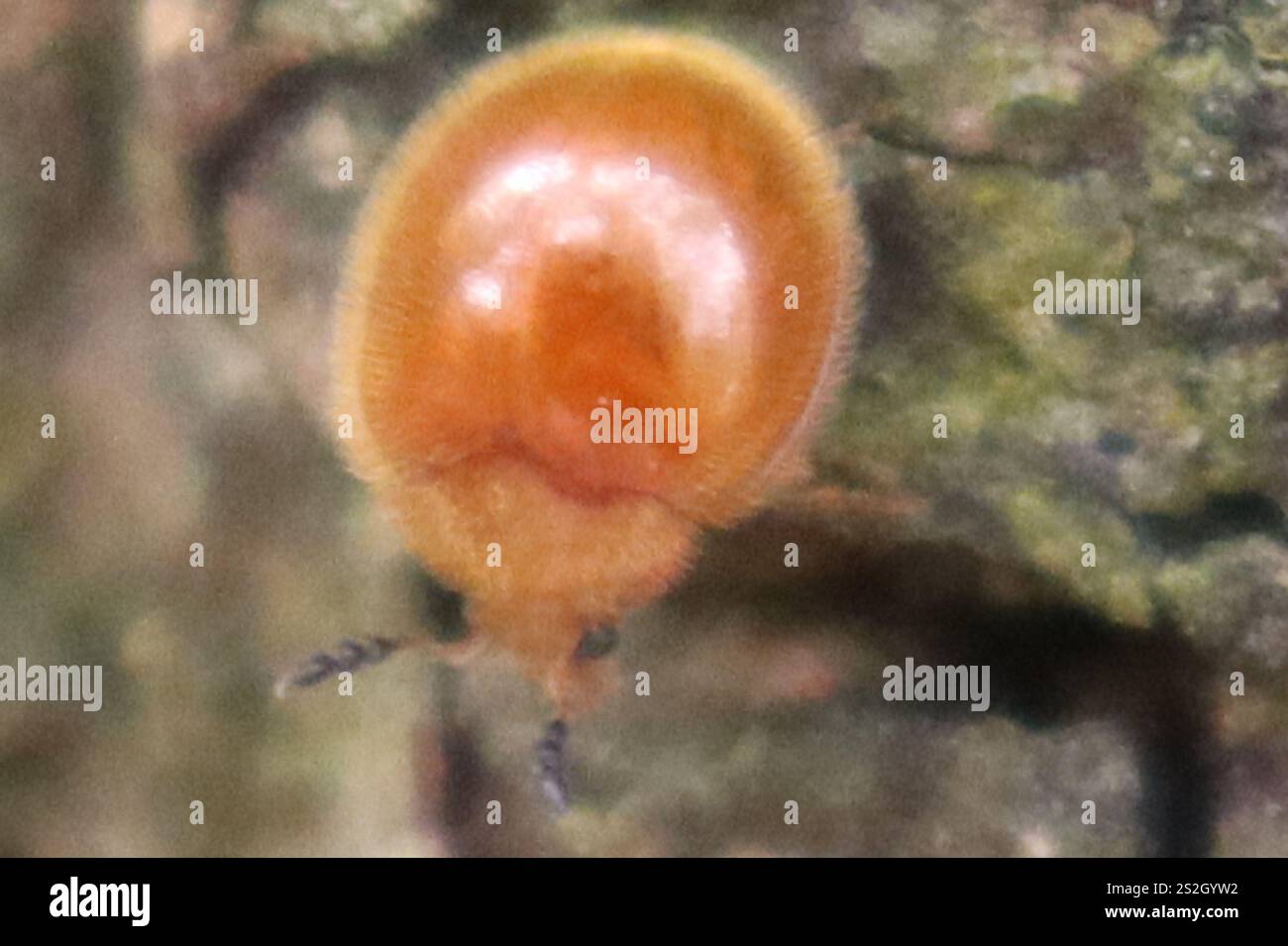 Lady, Fungus, Scavenger, and Bark Beetles (Coccinelloidea Stock Photo ...
