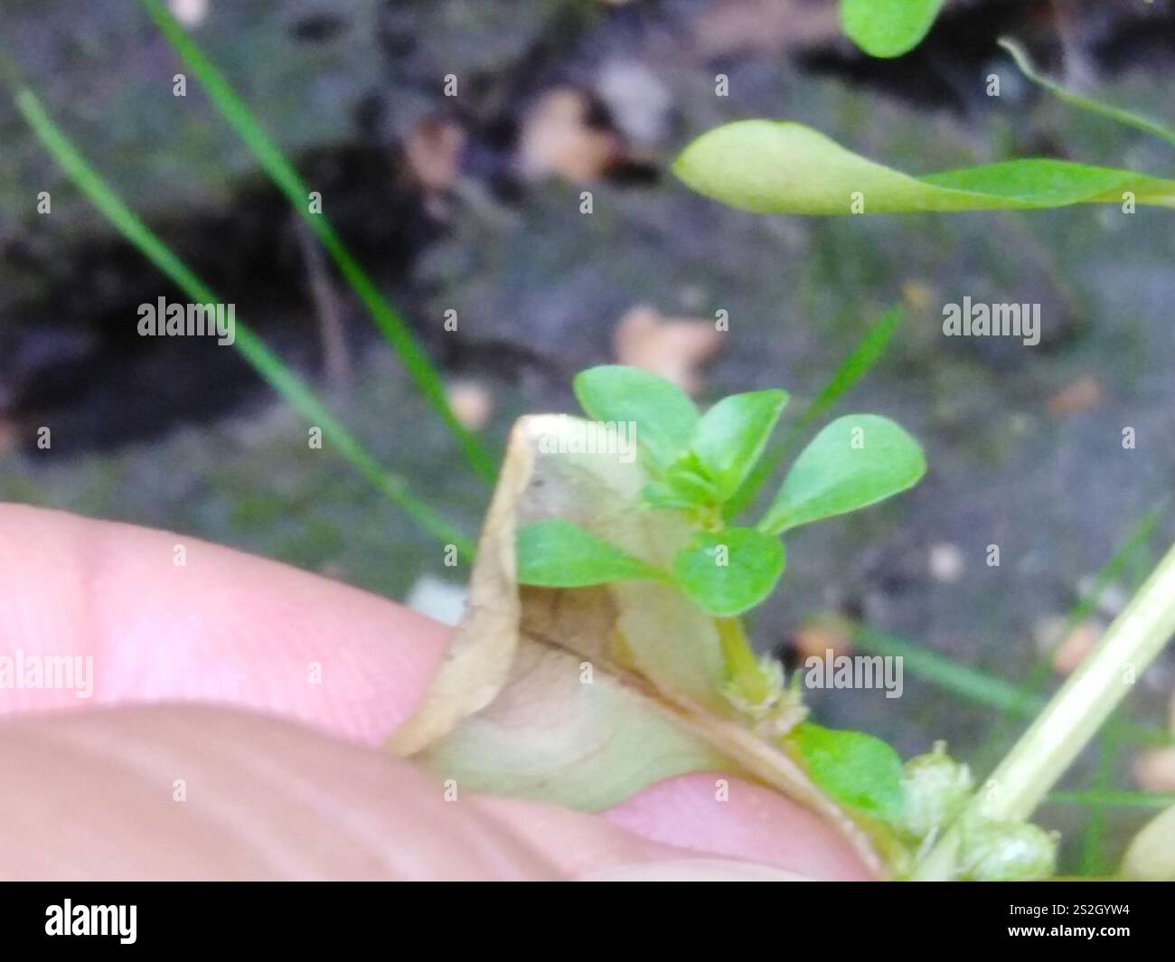Water-purslane (Lythrum portula Stock Photo - Alamy