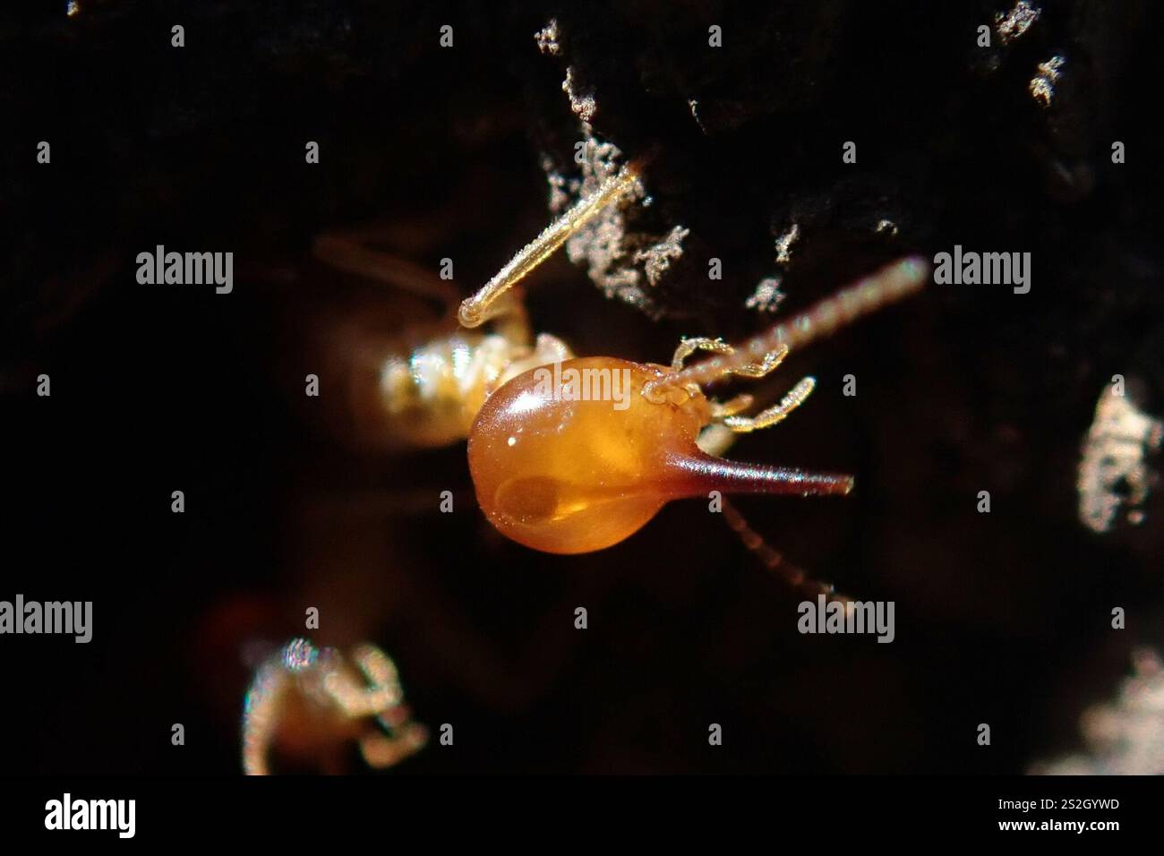 Snouted Harvester Termite (Trinervitermes trinervoides Stock Photo - Alamy