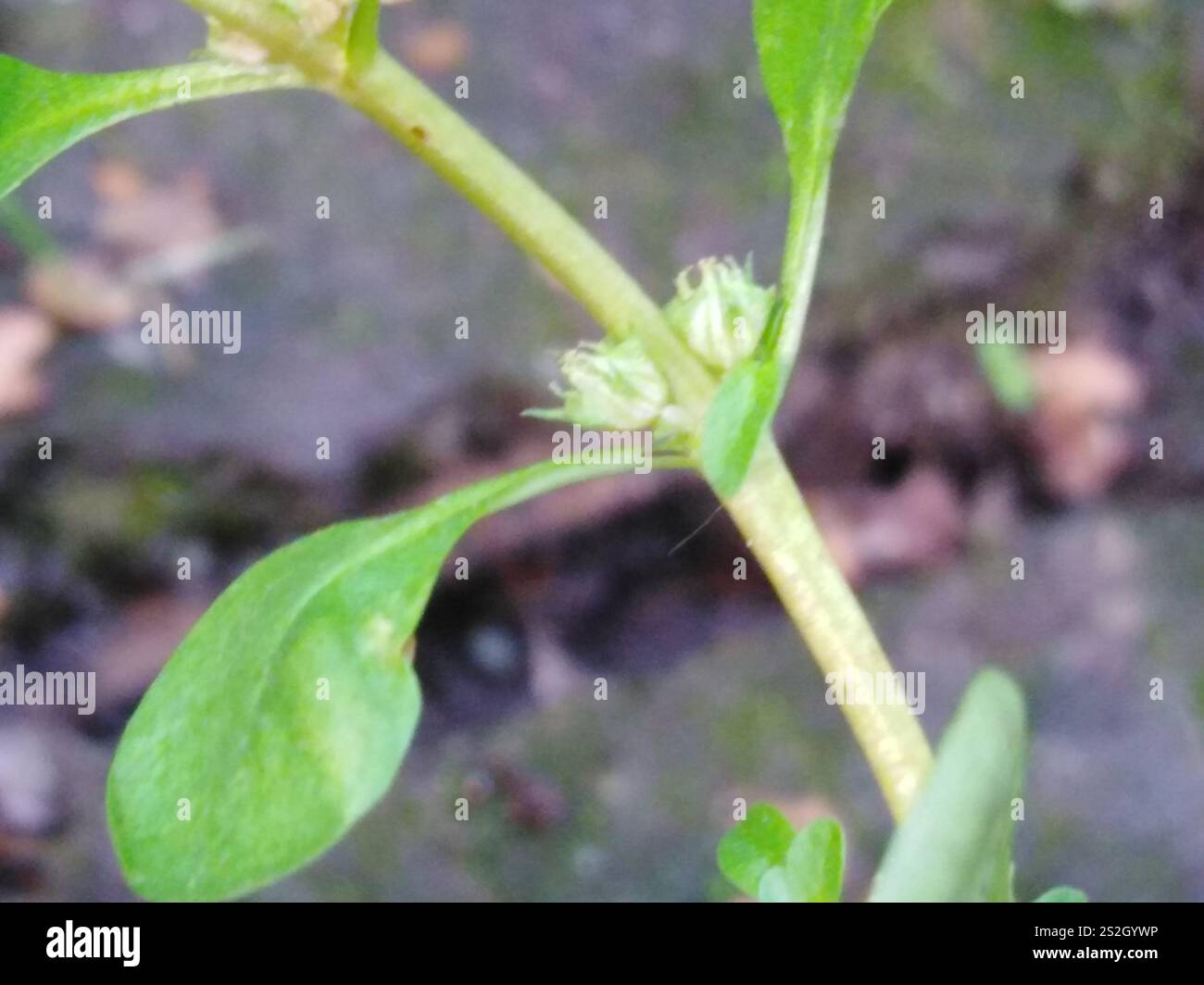 Water-purslane (Lythrum portula Stock Photo - Alamy