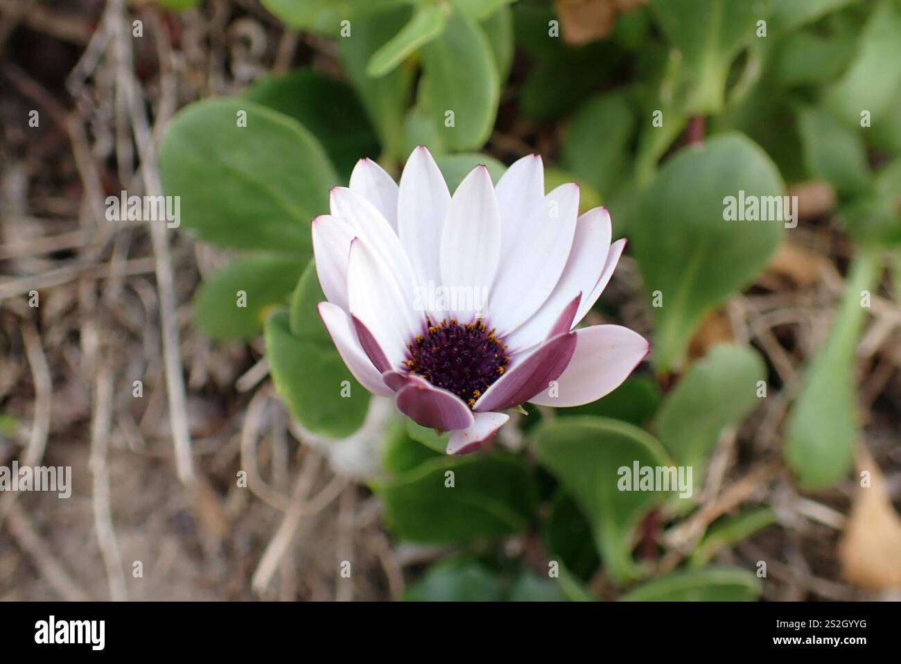 trailing African daisy (Dimorphotheca fruticosa Stock Photo - Alamy