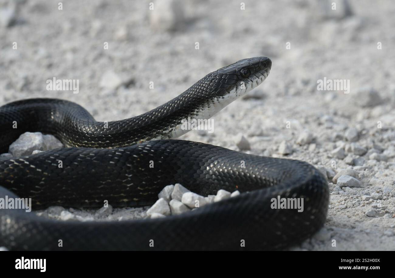 Western Ratsnake (Pantherophis obsoletus Stock Photo - Alamy