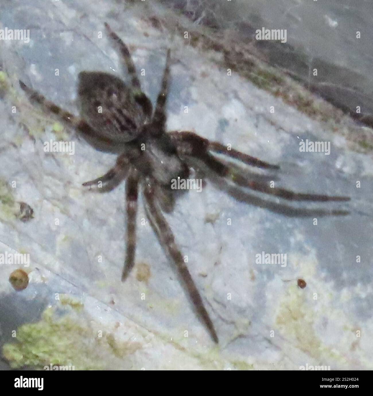 Grey house spider hi-res stock photography and images - Alamy