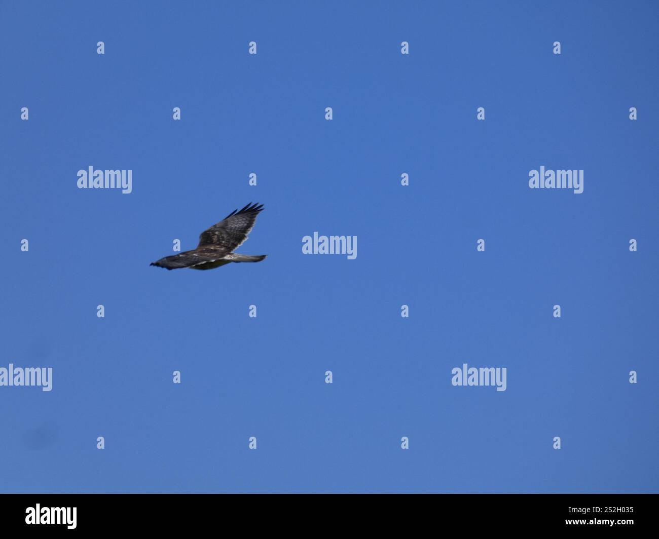 Variable Hawk (Geranoaetus polyosoma Stock Photo - Alamy