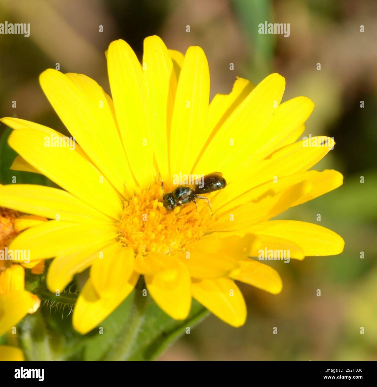 Ceratina strenua hi-res stock photography and images - Alamy