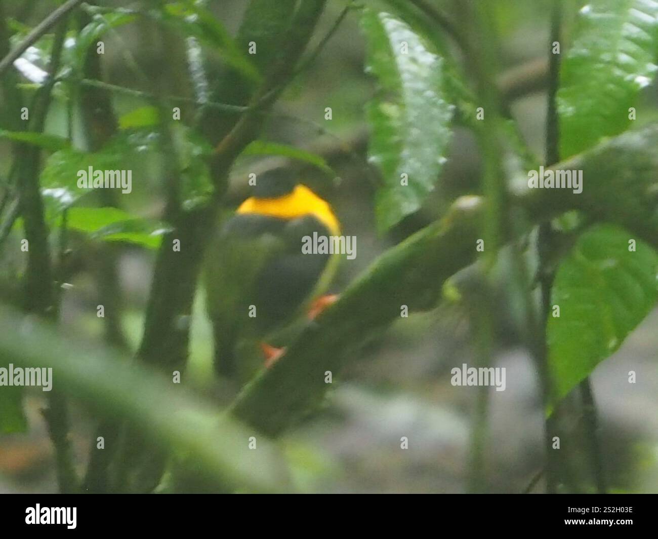 Golden-collared Manakin (Manacus vitellinus Stock Photo - Alamy