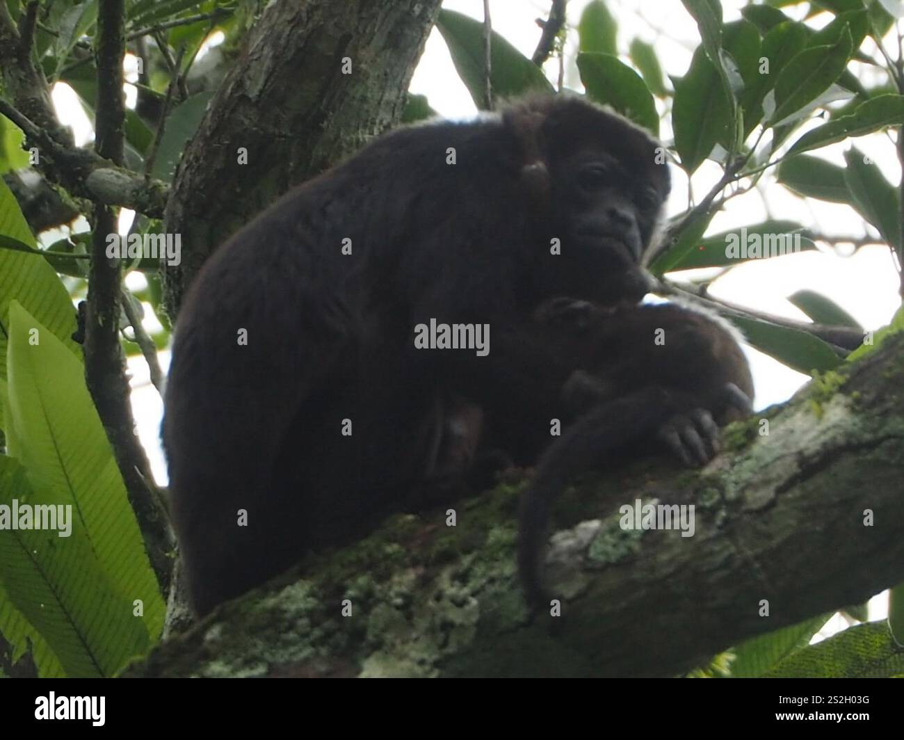 Mantled Howler Monkey (Alouatta palliata Stock Photo - Alamy