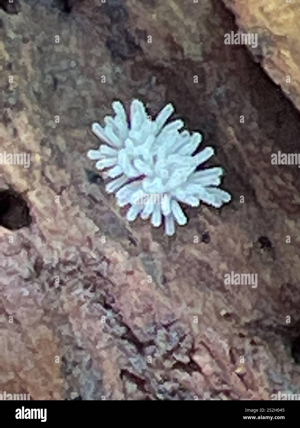 Common Coral Slime (Ceratiomyxa fruticulosa Stock Photo - Alamy