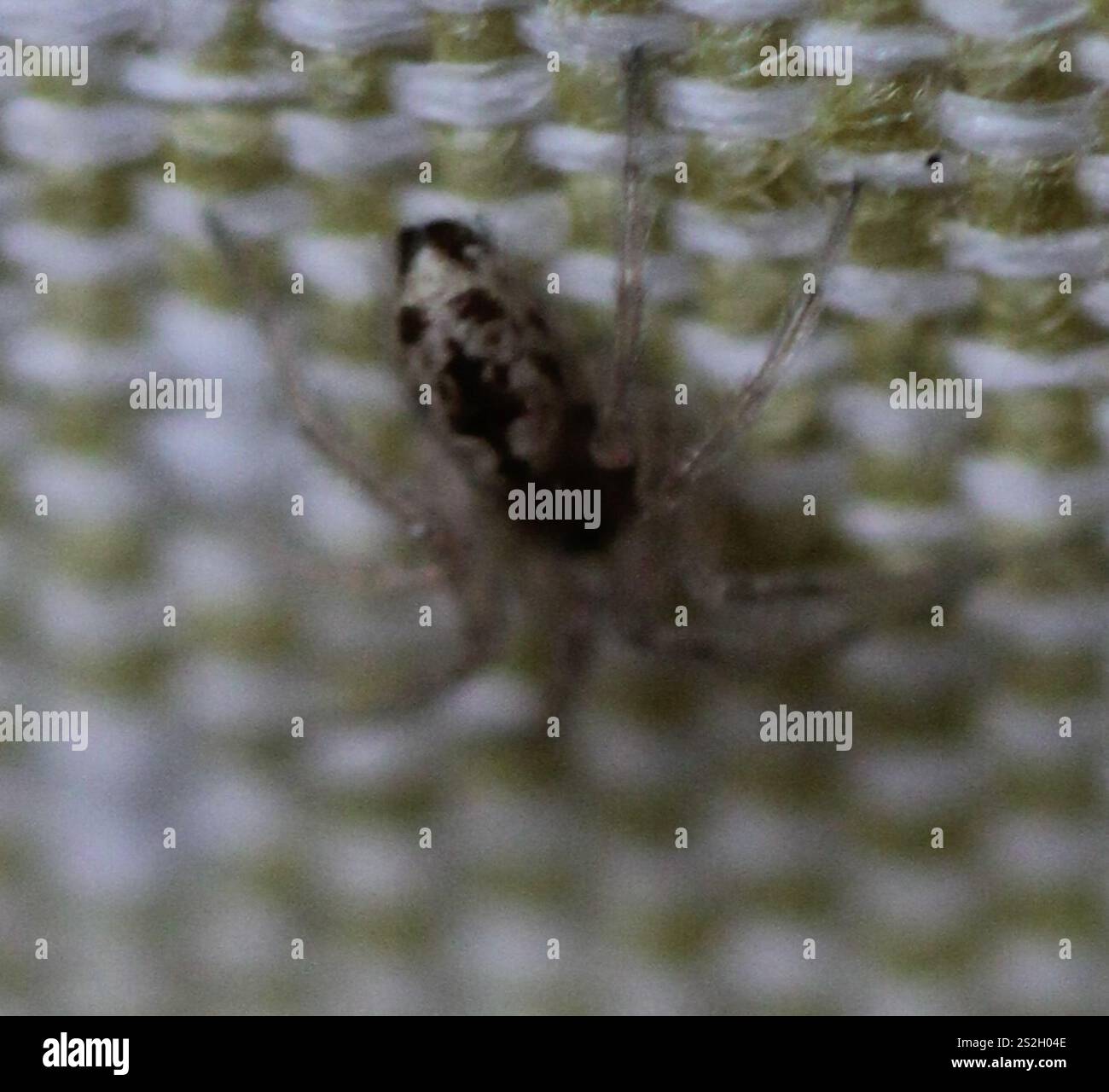 Wall Spiders (Oecobius Stock Photo - Alamy