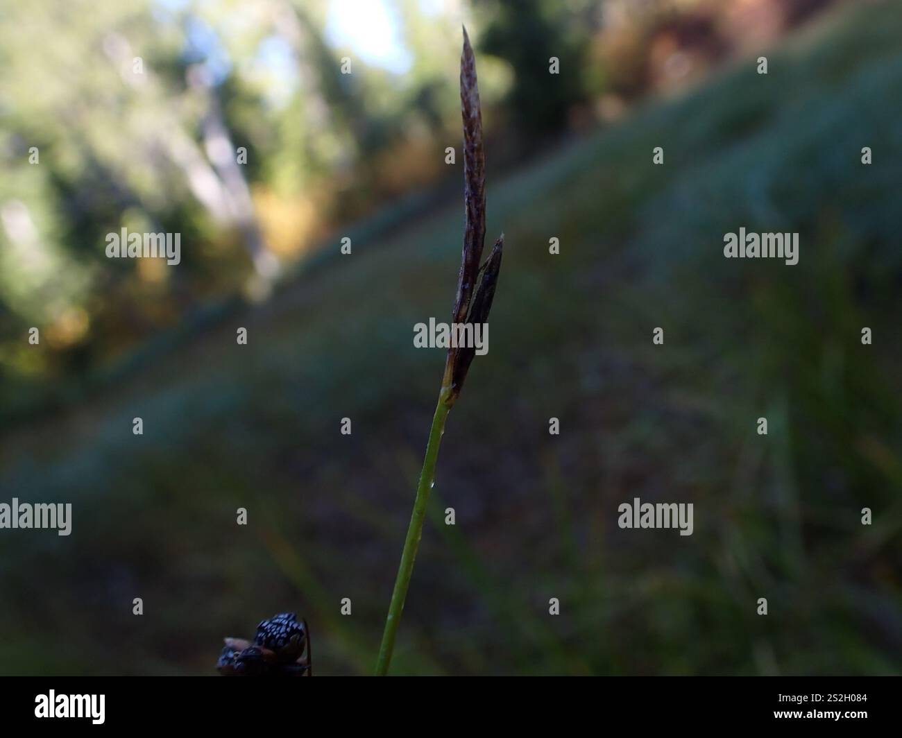Tall Bog-sedge (Carex magellanica Stock Photo - Alamy