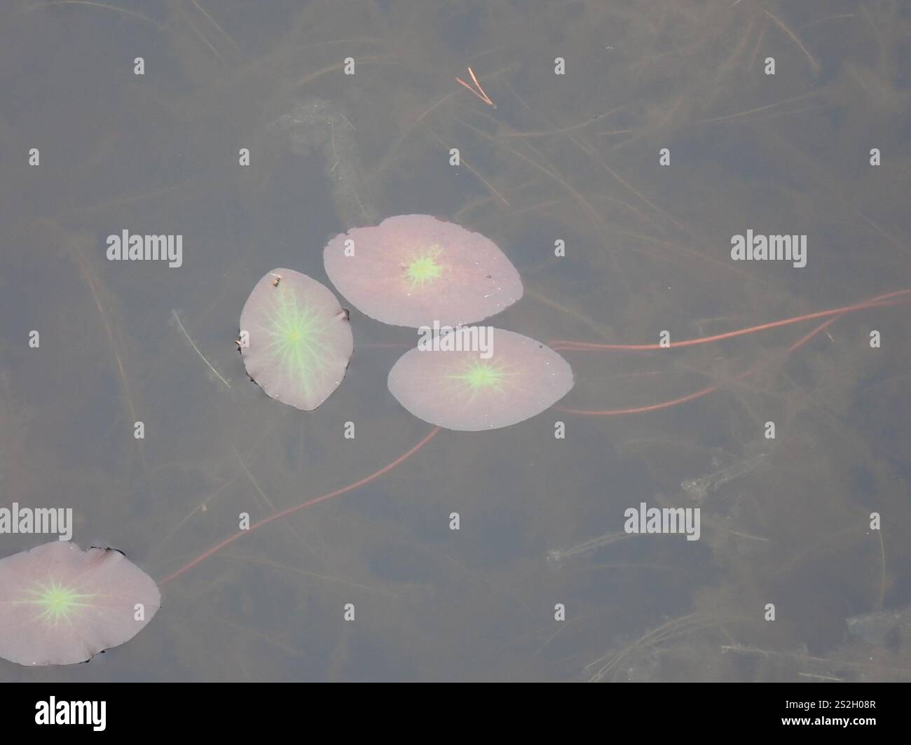 Watershield (Brasenia schreberi Stock Photo - Alamy