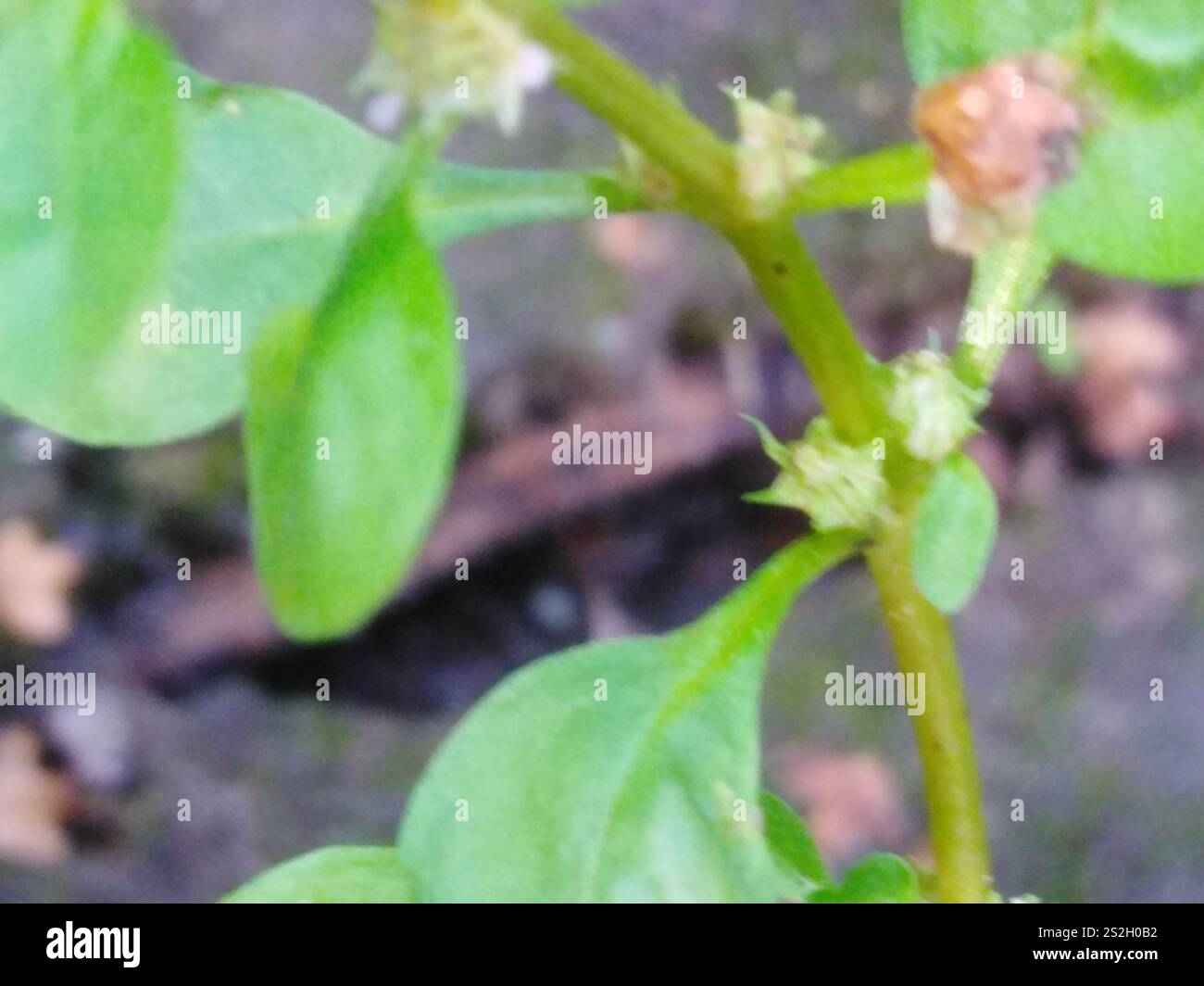 Water-purslane (Lythrum portula Stock Photo - Alamy