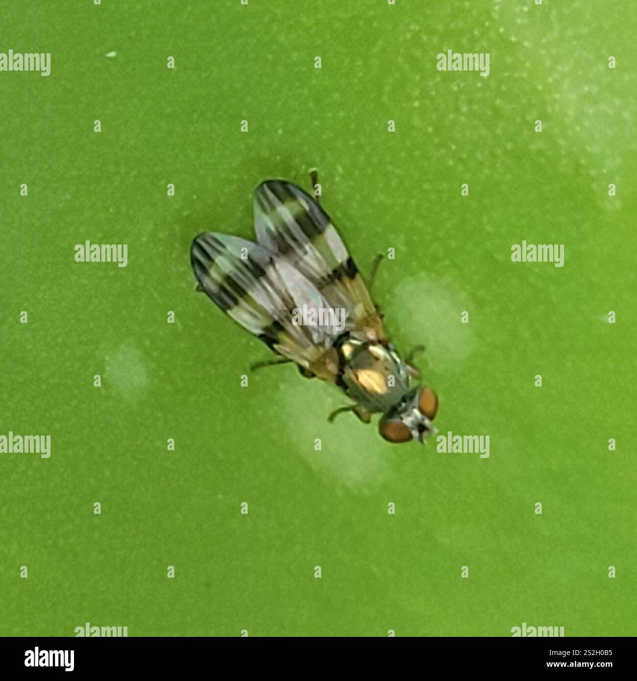 Banded-wing Flies (Chaetopsis Stock Photo - Alamy