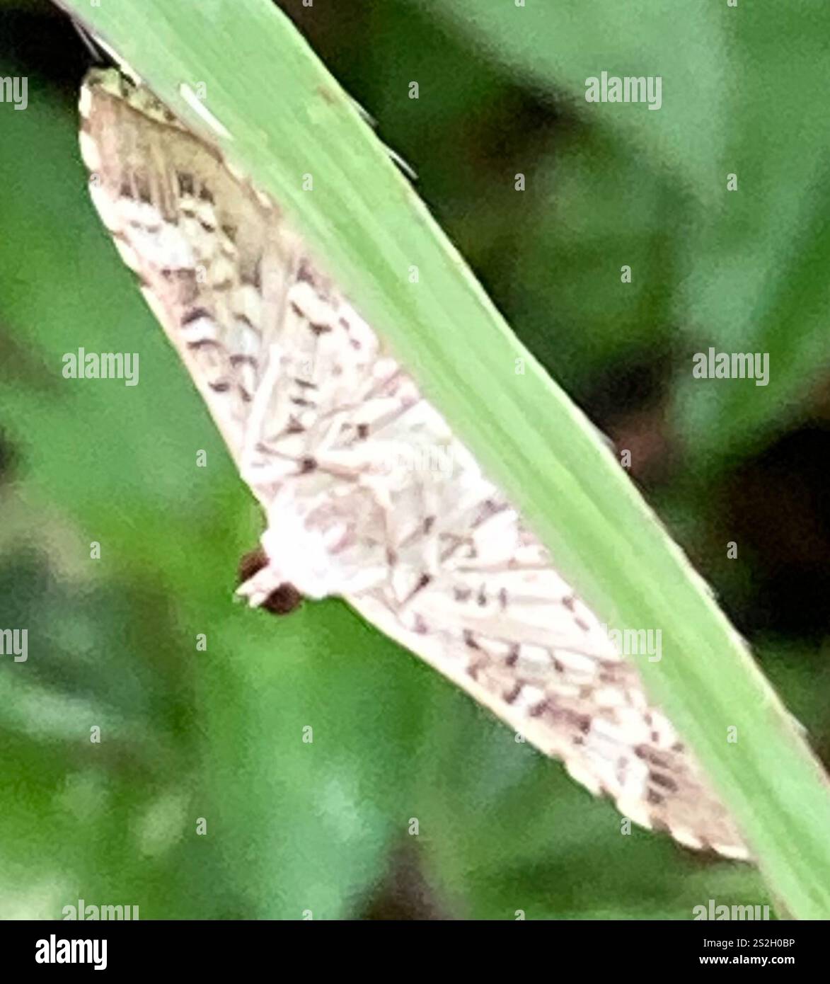 Stained-glass Moth (Samea castellalis Stock Photo - Alamy
