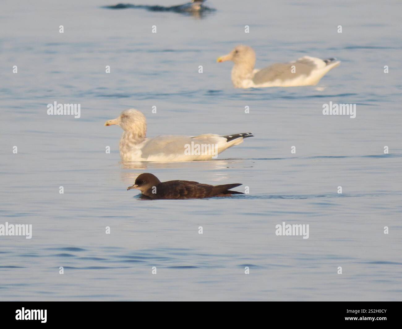 Short-tailed Shearwater (Ardenna tenuirostris Stock Photo - Alamy