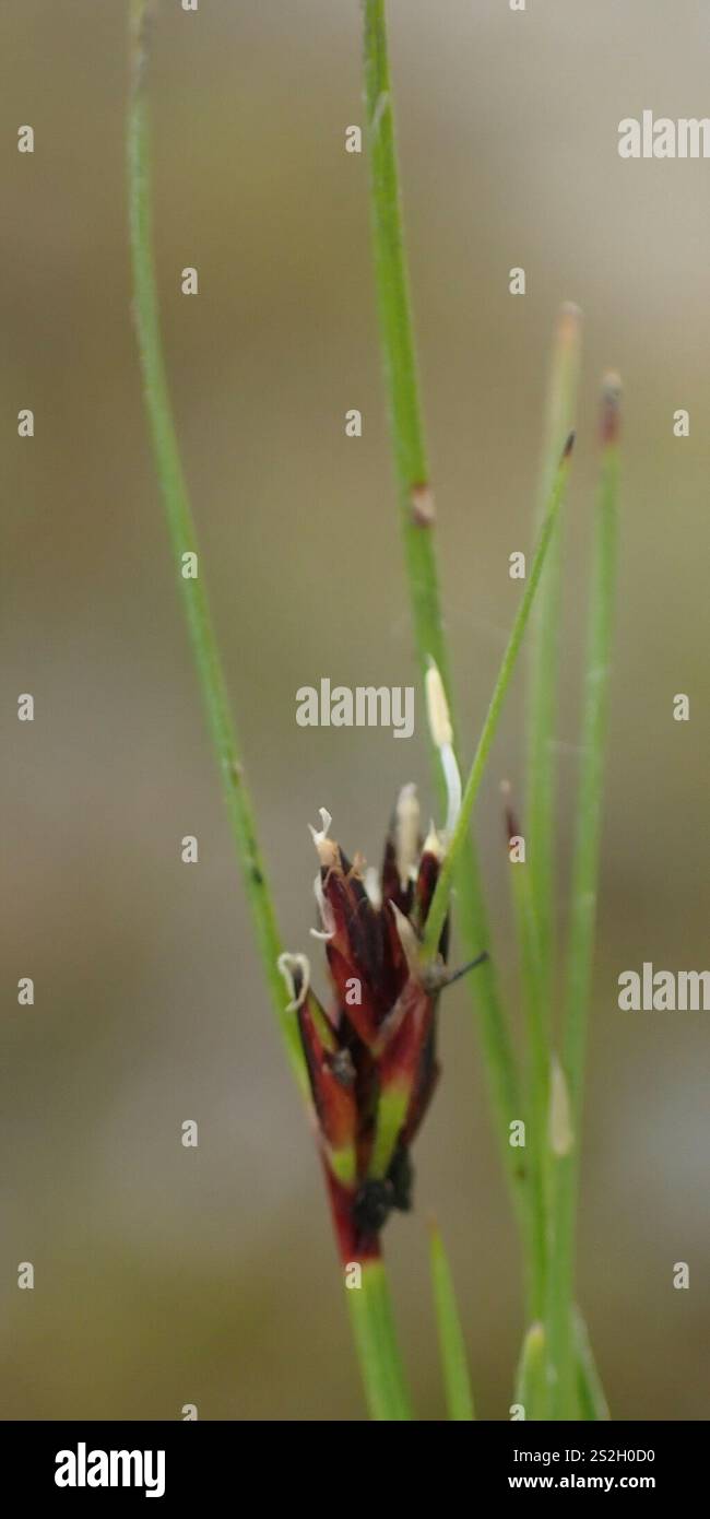 common bog-rush (Schoenus apogon Stock Photo - Alamy
