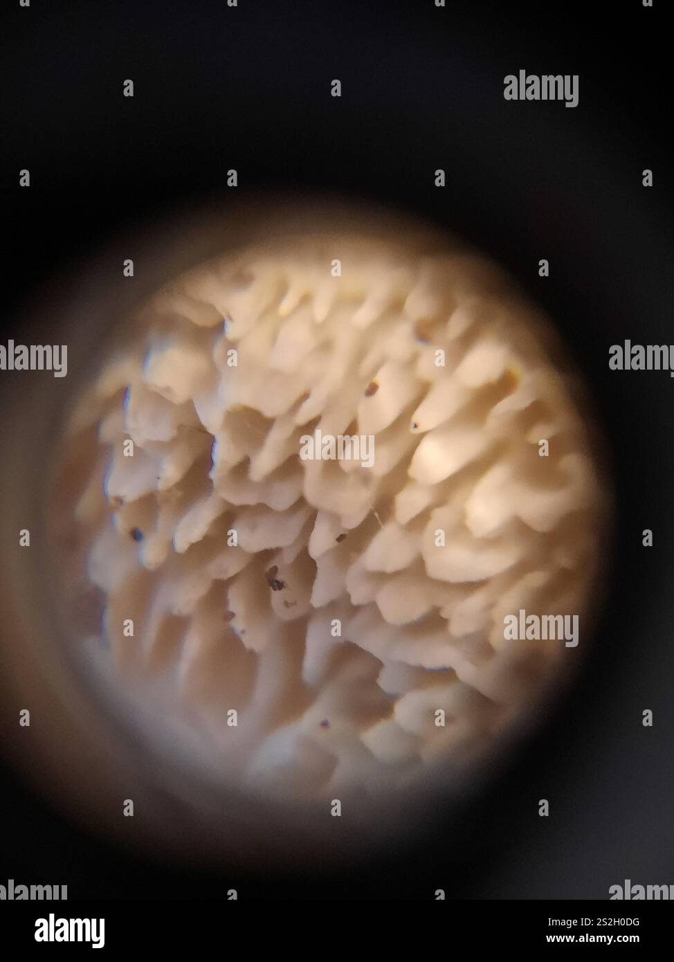 Milk-white Toothed Polypore (Irpex lacteus Stock Photo - Alamy