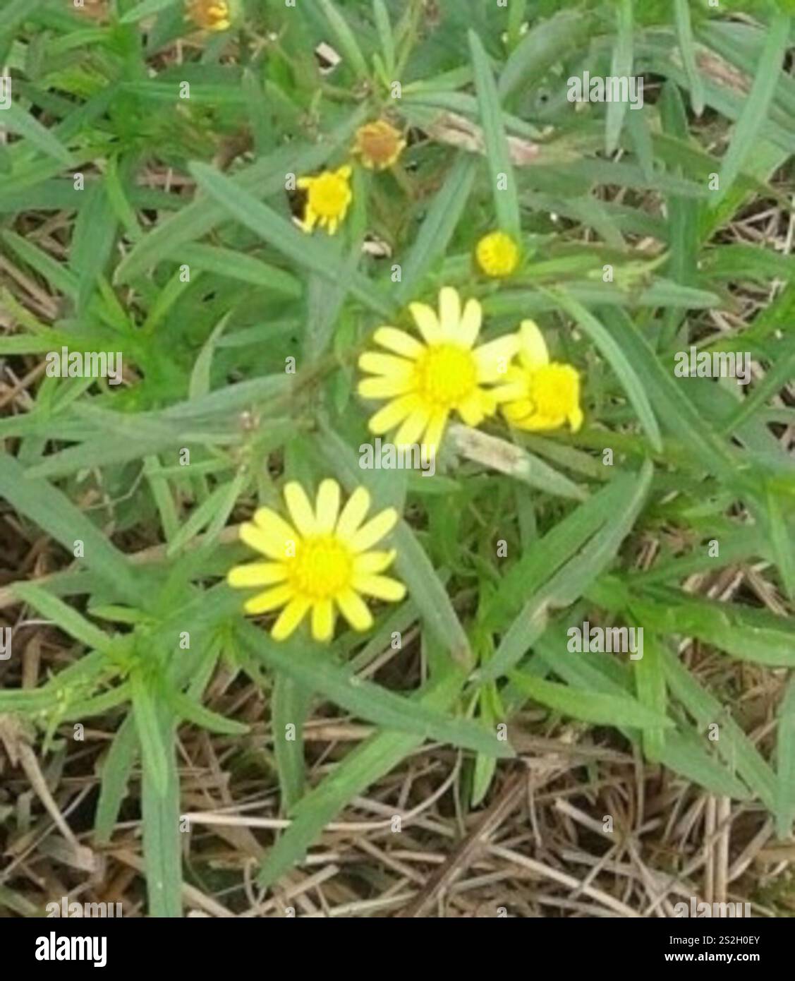 Madagascar Ragwort (Senecio madagascariensis Stock Photo - Alamy