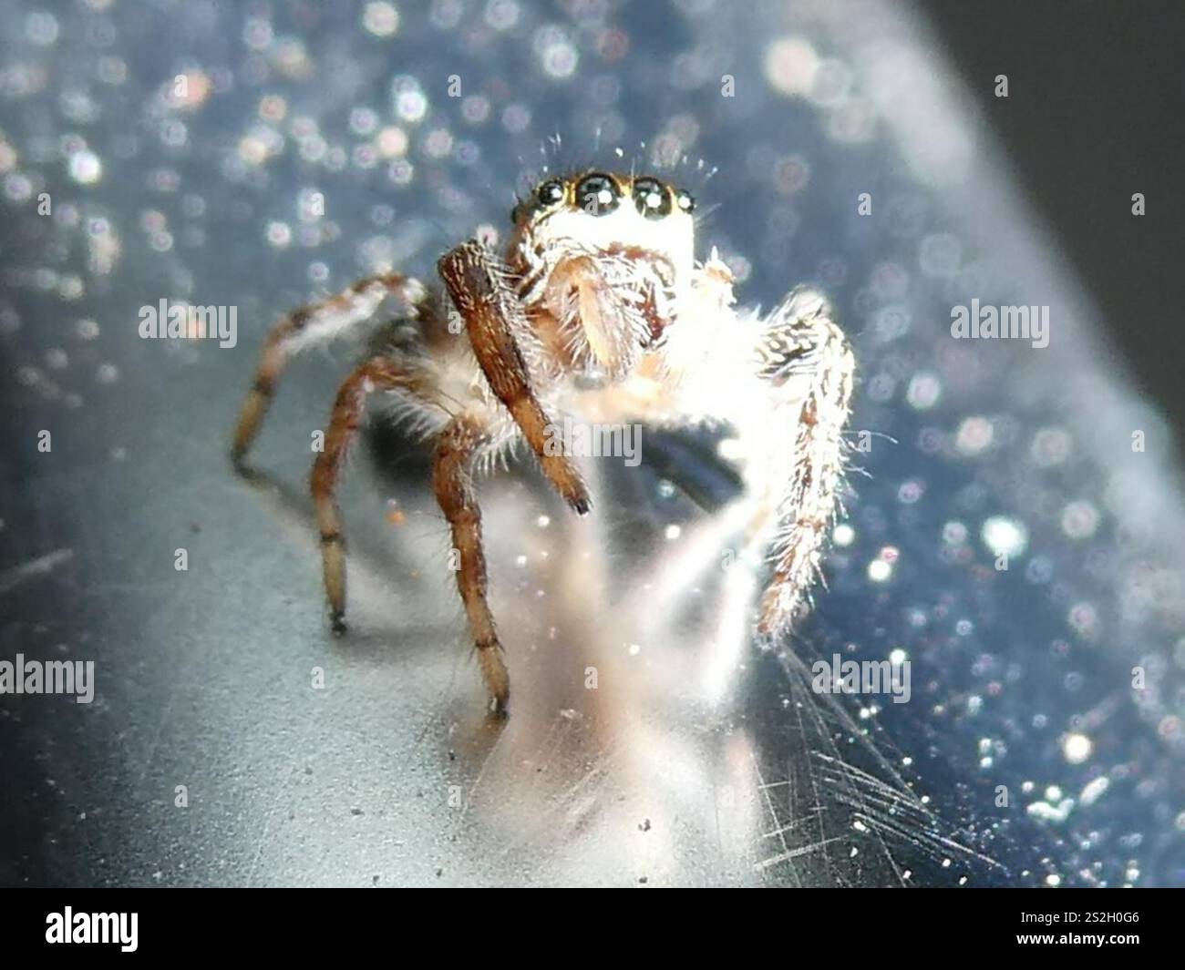 Bronze Jumping Spider (Eris militaris Stock Photo - Alamy