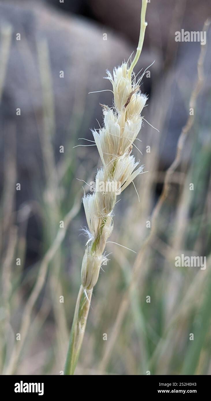 Big Galleta (Hilaria rigida Stock Photo - Alamy