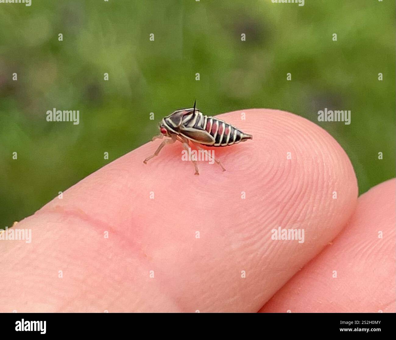 Oak Treehopper (Platycotis vittata Stock Photo - Alamy