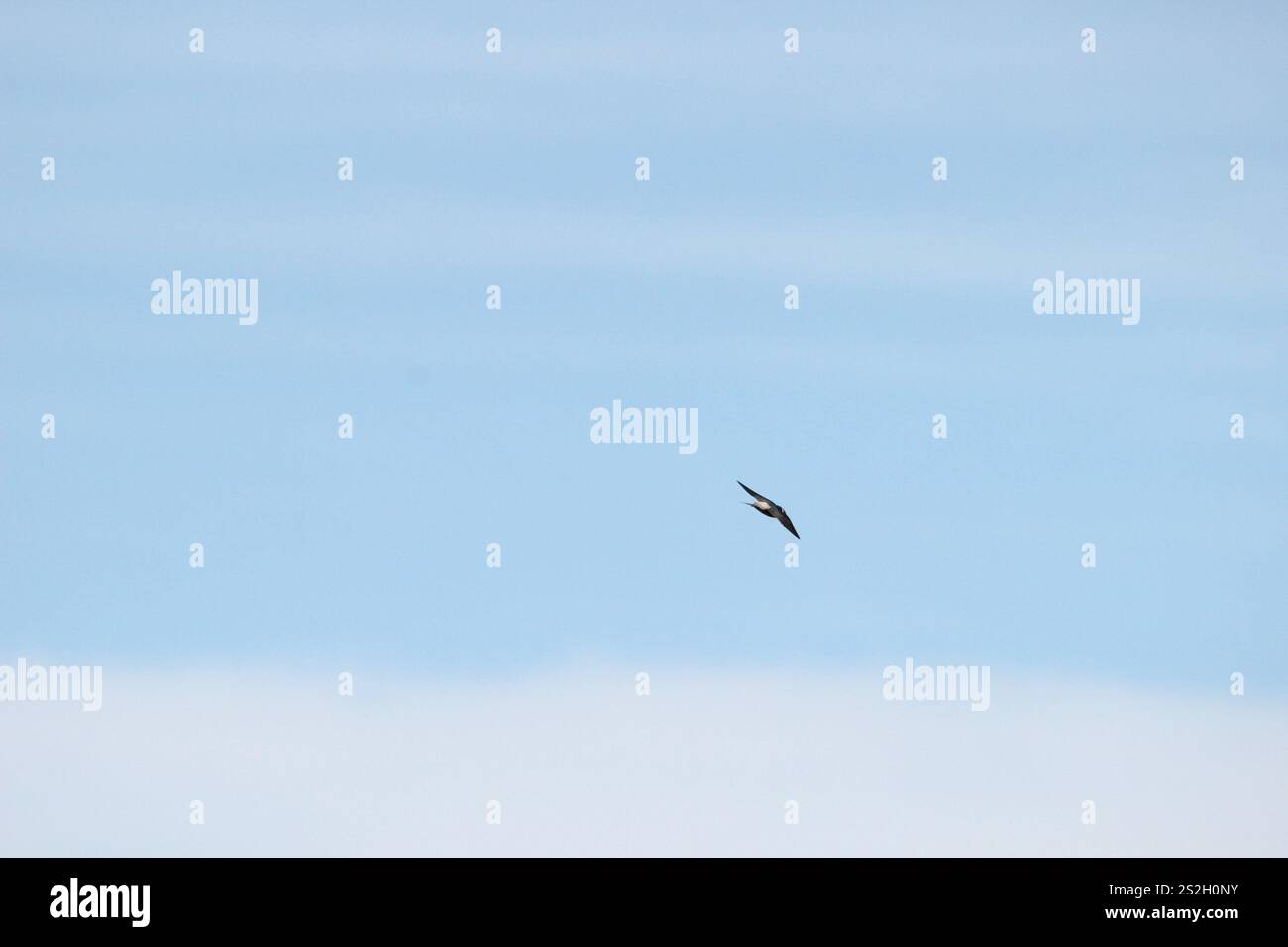 Tasmanian Tree Martin (Petrochelidon nigricans nigricans Stock Photo ...