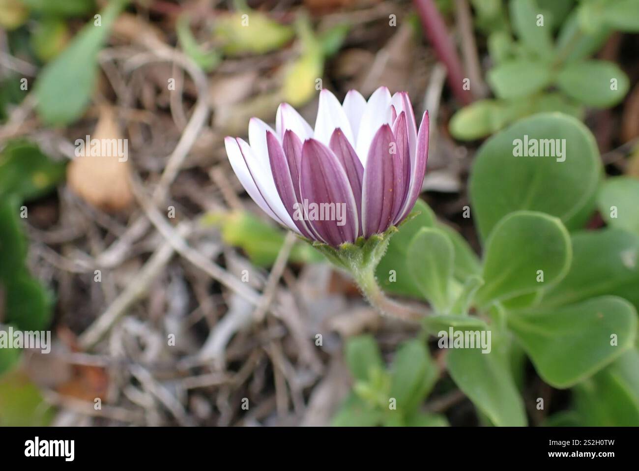 trailing African daisy (Dimorphotheca fruticosa Stock Photo - Alamy